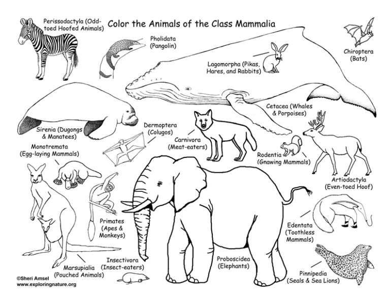 Animal Classification Middle School Coloring Sheet ...